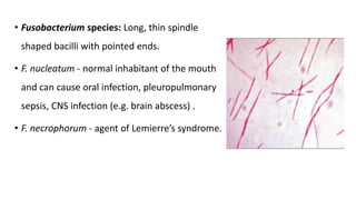 (14) NON-SPORING ANAEROBE.pptx microbiology | PPT