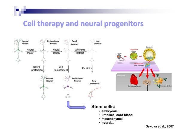 Neuroprotection in preterm infants: hope or utopy? | PDF | Brain and ...