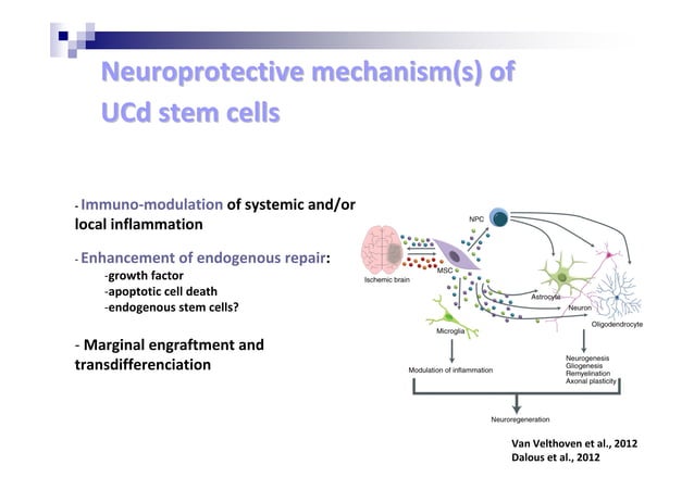 Neuroprotection in preterm infants: hope or utopy? | PDF | Brain and ...