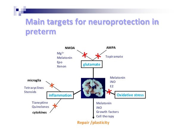 Neuroprotection in preterm infants: hope or utopy?