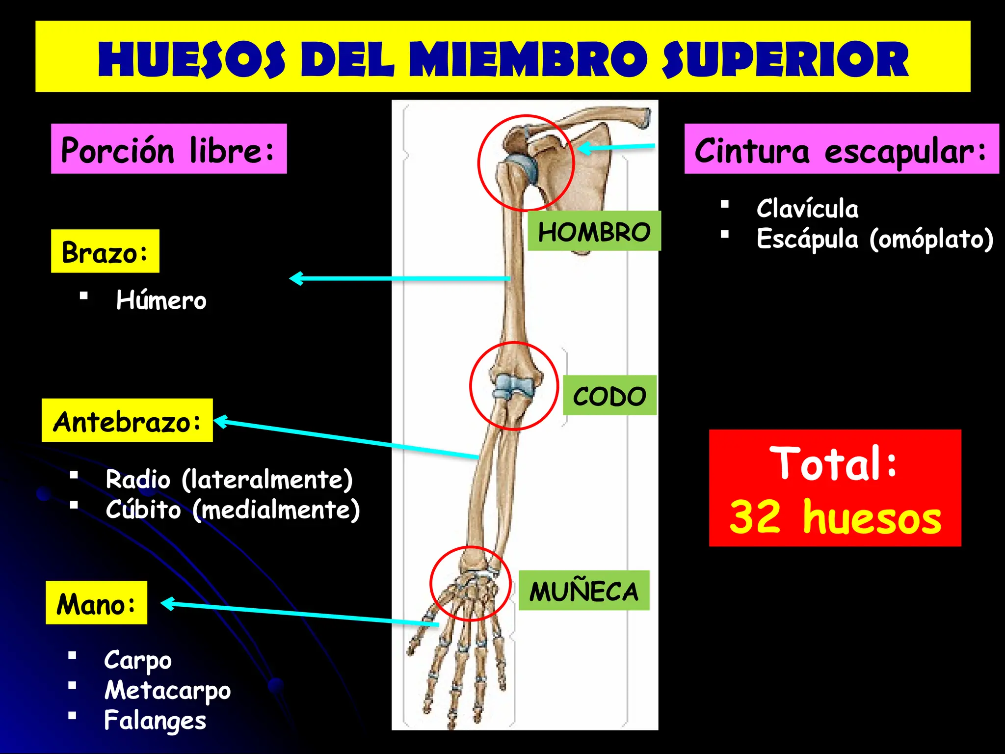 14 OSTEOLOGÍA DEL MIEMBRO SUPERIOR (1).pptx