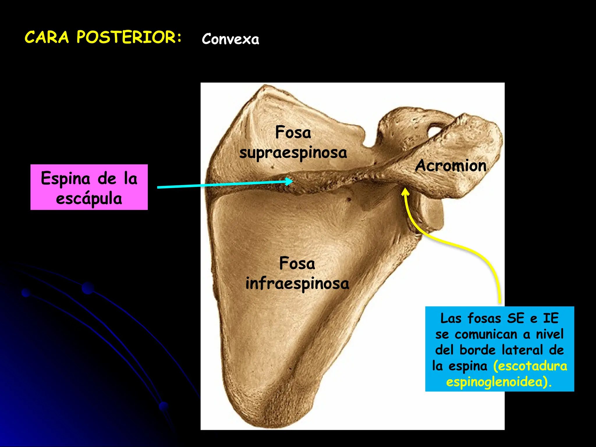 14 OSTEOLOGÍA DEL MIEMBRO SUPERIOR (1).pptx