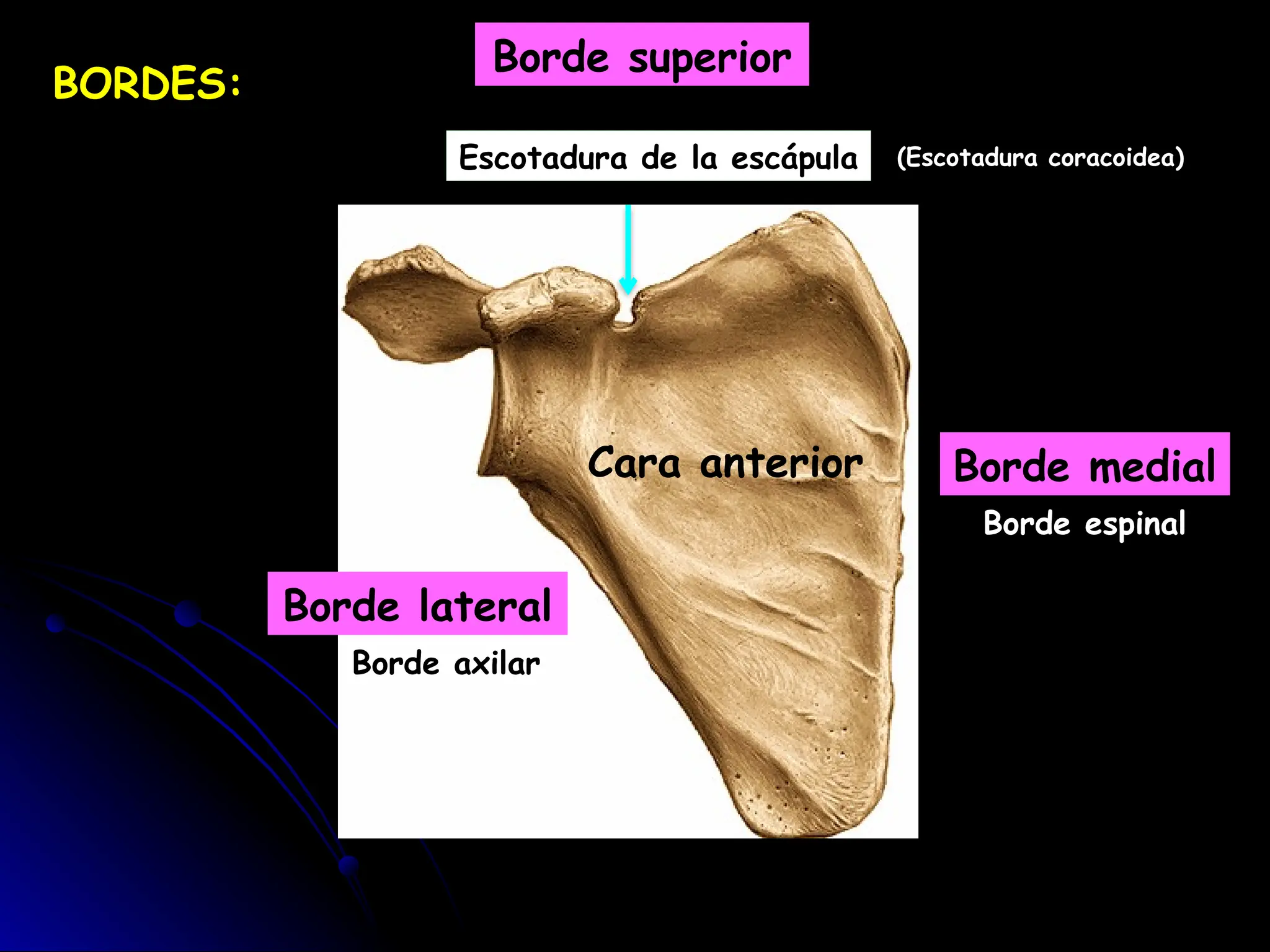 14 OSTEOLOGÍA DEL MIEMBRO SUPERIOR (1).pptx