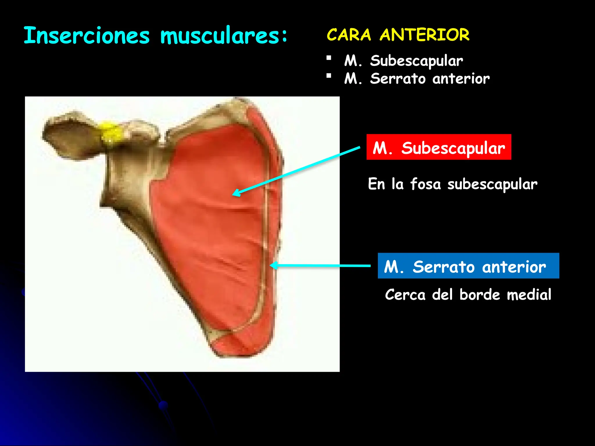 14 OSTEOLOGÍA DEL MIEMBRO SUPERIOR (1).pptx
