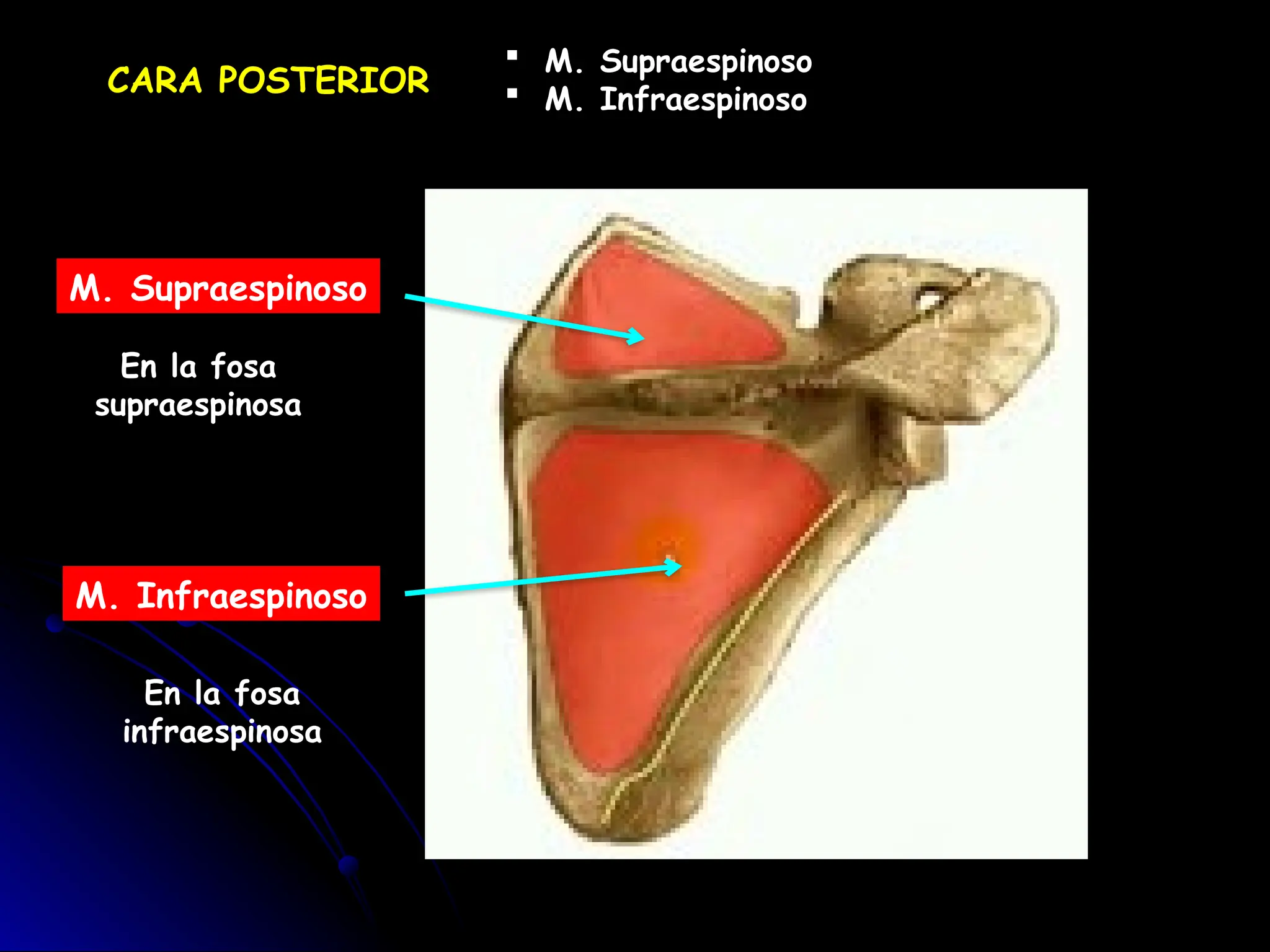 14 OSTEOLOGÍA DEL MIEMBRO SUPERIOR (1).pptx