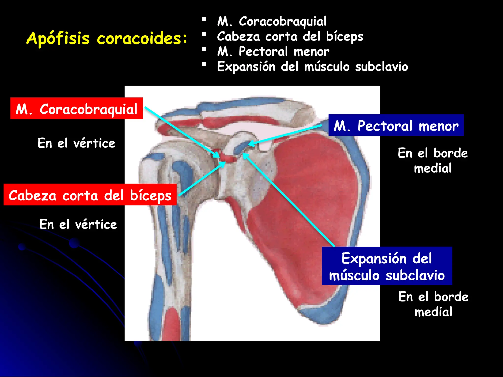 14 OSTEOLOGÍA DEL MIEMBRO SUPERIOR (1).pptx