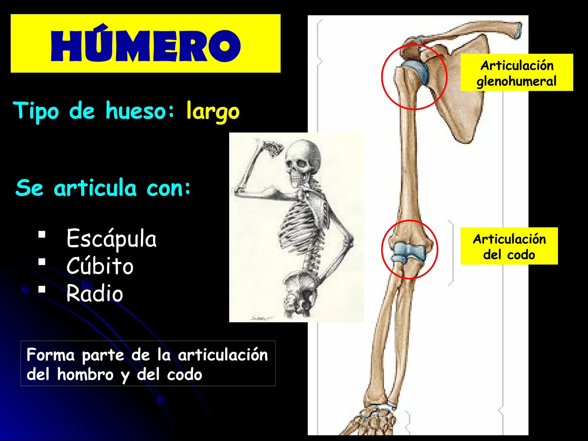 14 OSTEOLOGÍA DEL MIEMBRO SUPERIOR (1).pptx