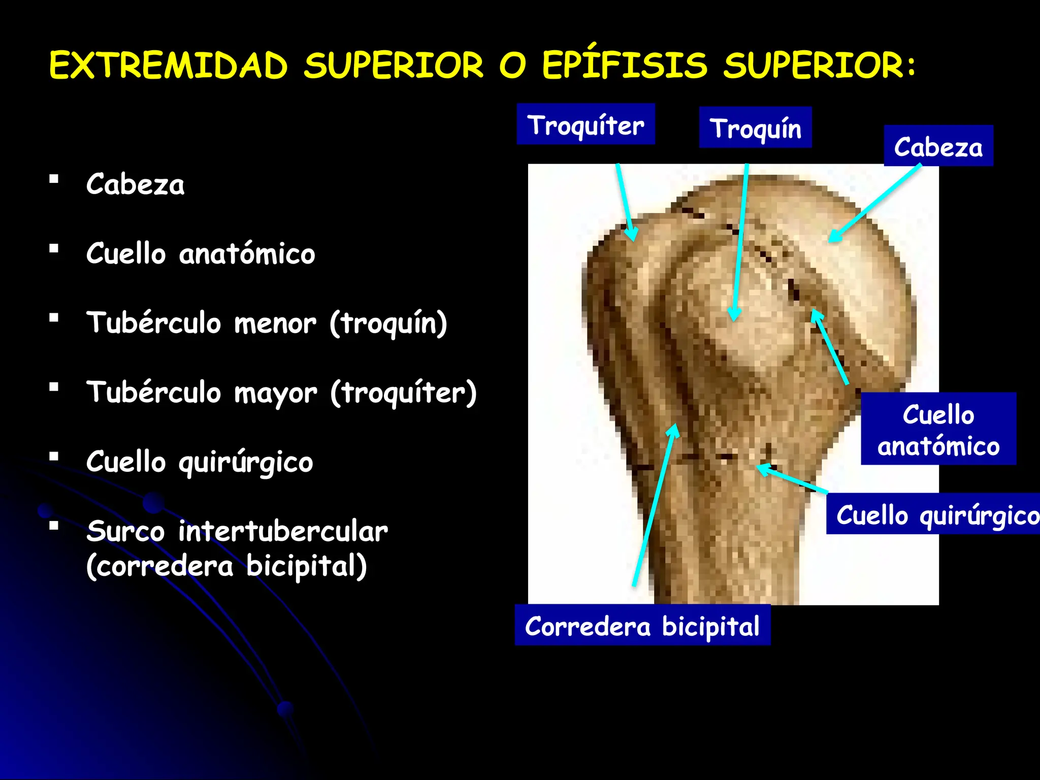14 OSTEOLOGÍA DEL MIEMBRO SUPERIOR (1).pptx