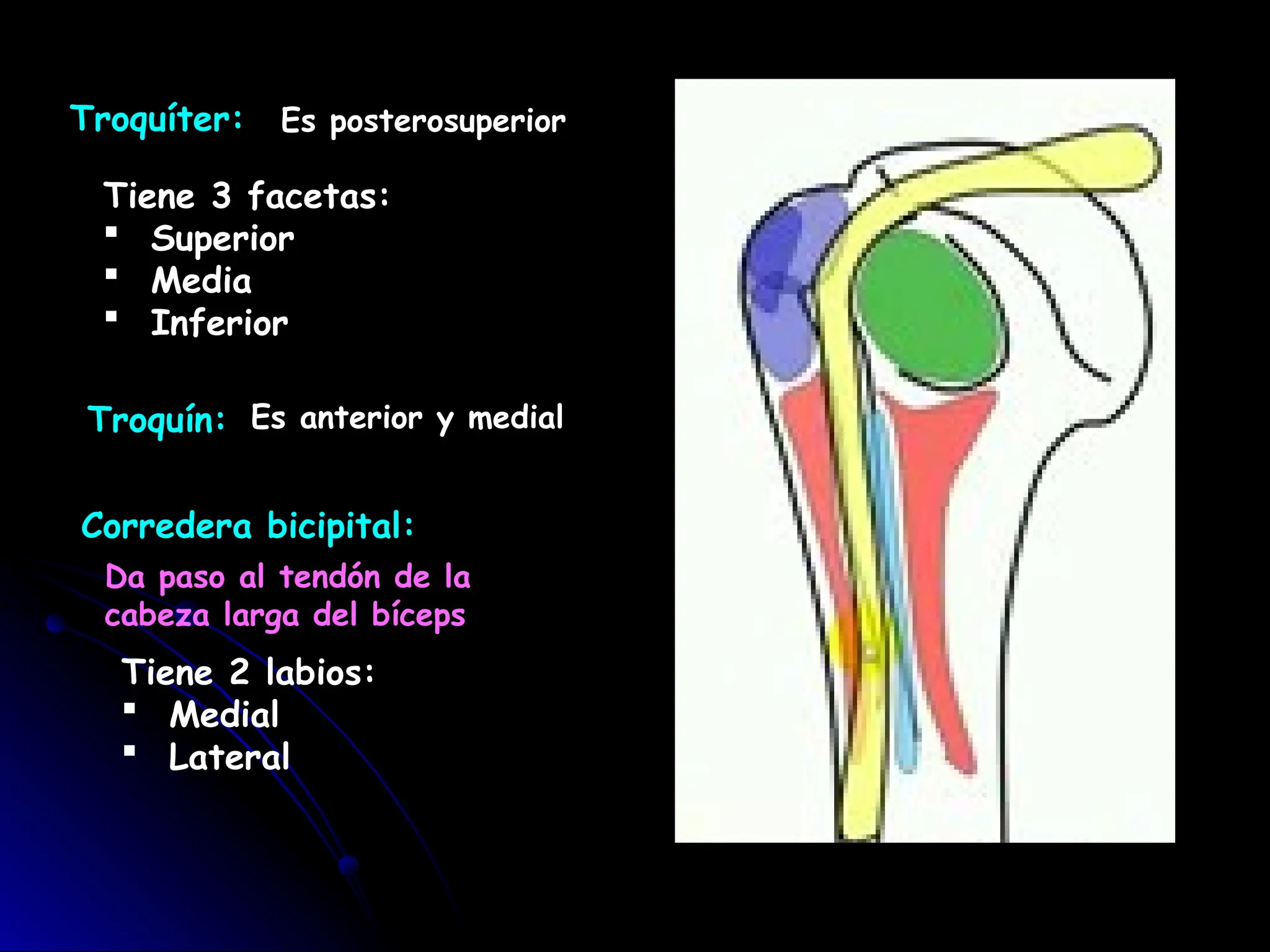 14 OSTEOLOGÍA DEL MIEMBRO SUPERIOR (1).pptx