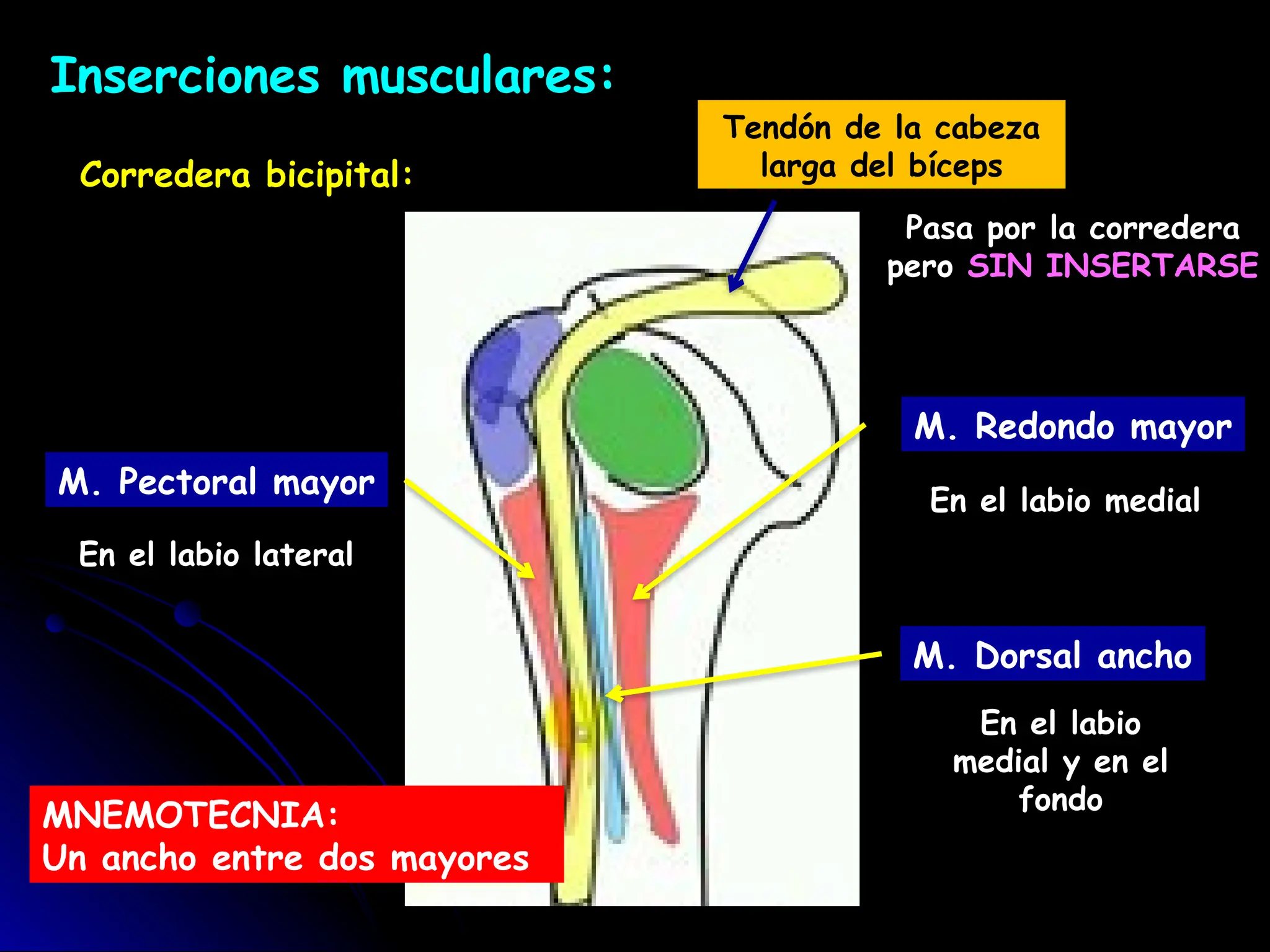14 OSTEOLOGÍA DEL MIEMBRO SUPERIOR (1).pptx