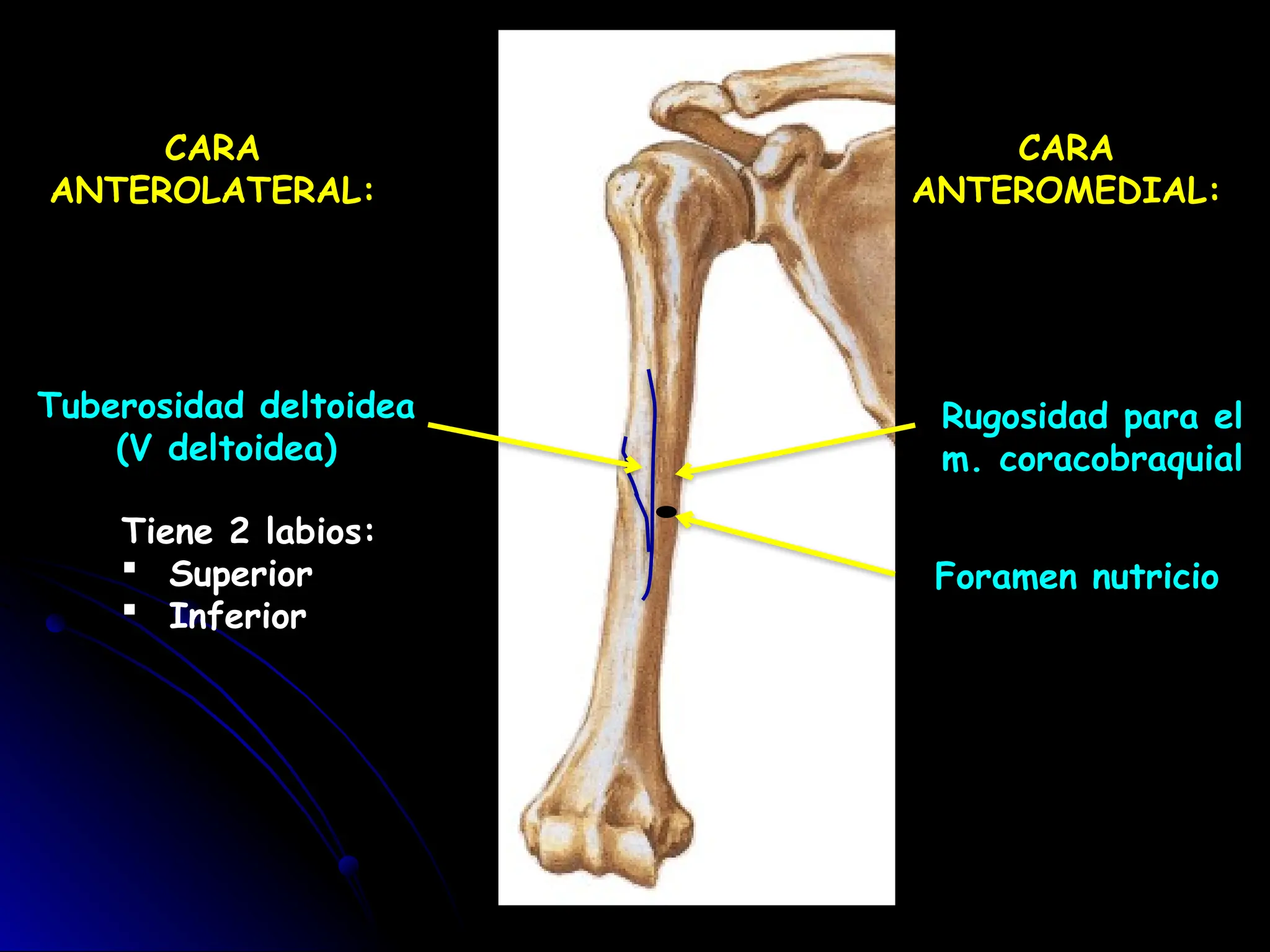 14 OSTEOLOGÍA DEL MIEMBRO SUPERIOR (1).pptx
