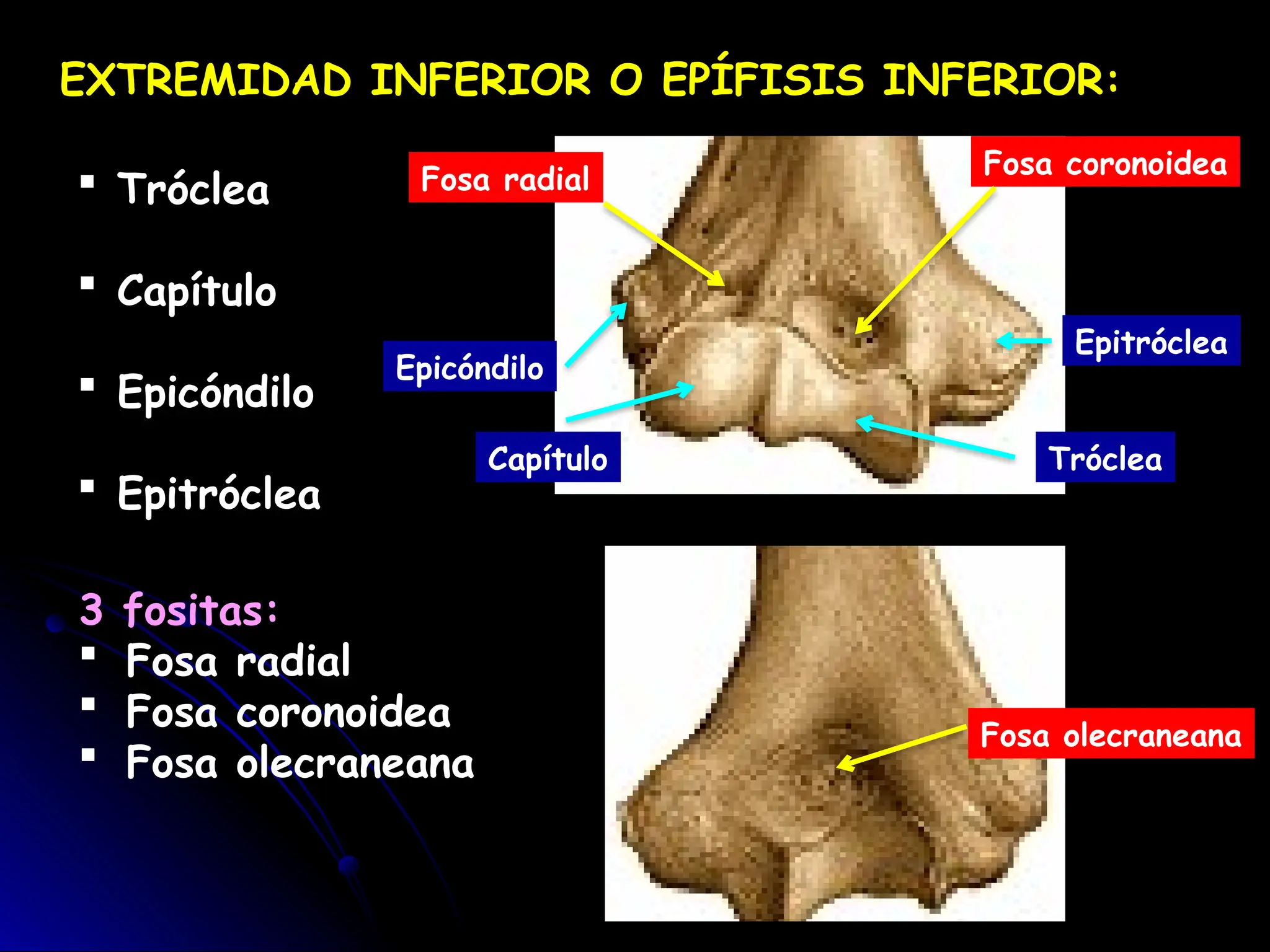 14 OSTEOLOGÍA DEL MIEMBRO SUPERIOR (1).pptx