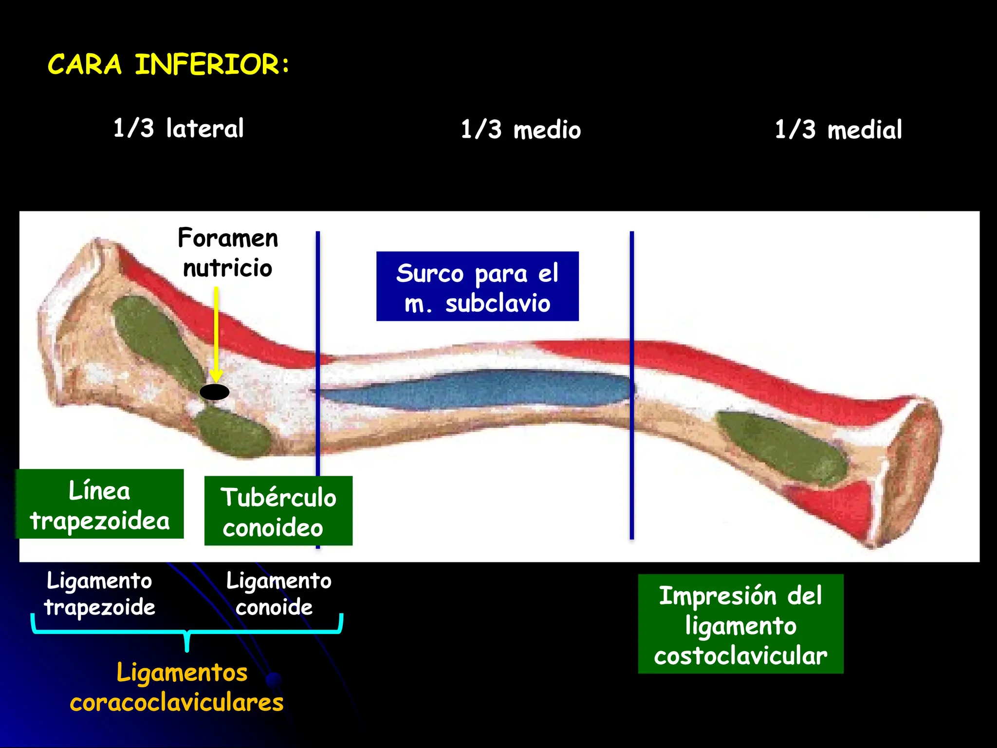 14 OSTEOLOGÍA DEL MIEMBRO SUPERIOR (1).pptx