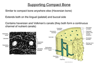 Periodontium / periodontal Ligament .ppt