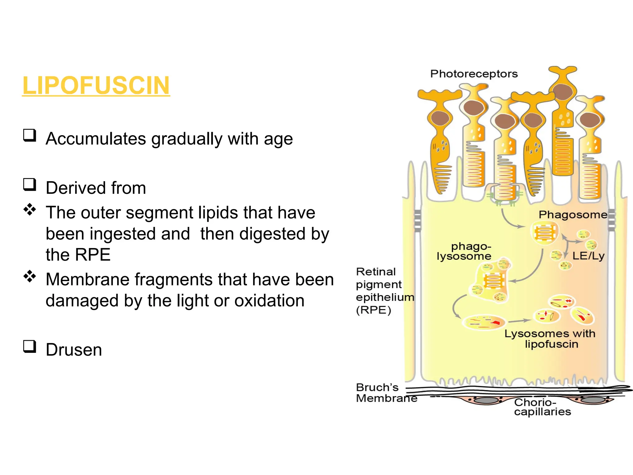 Physiology Of Retina in ophthalmology.pptx