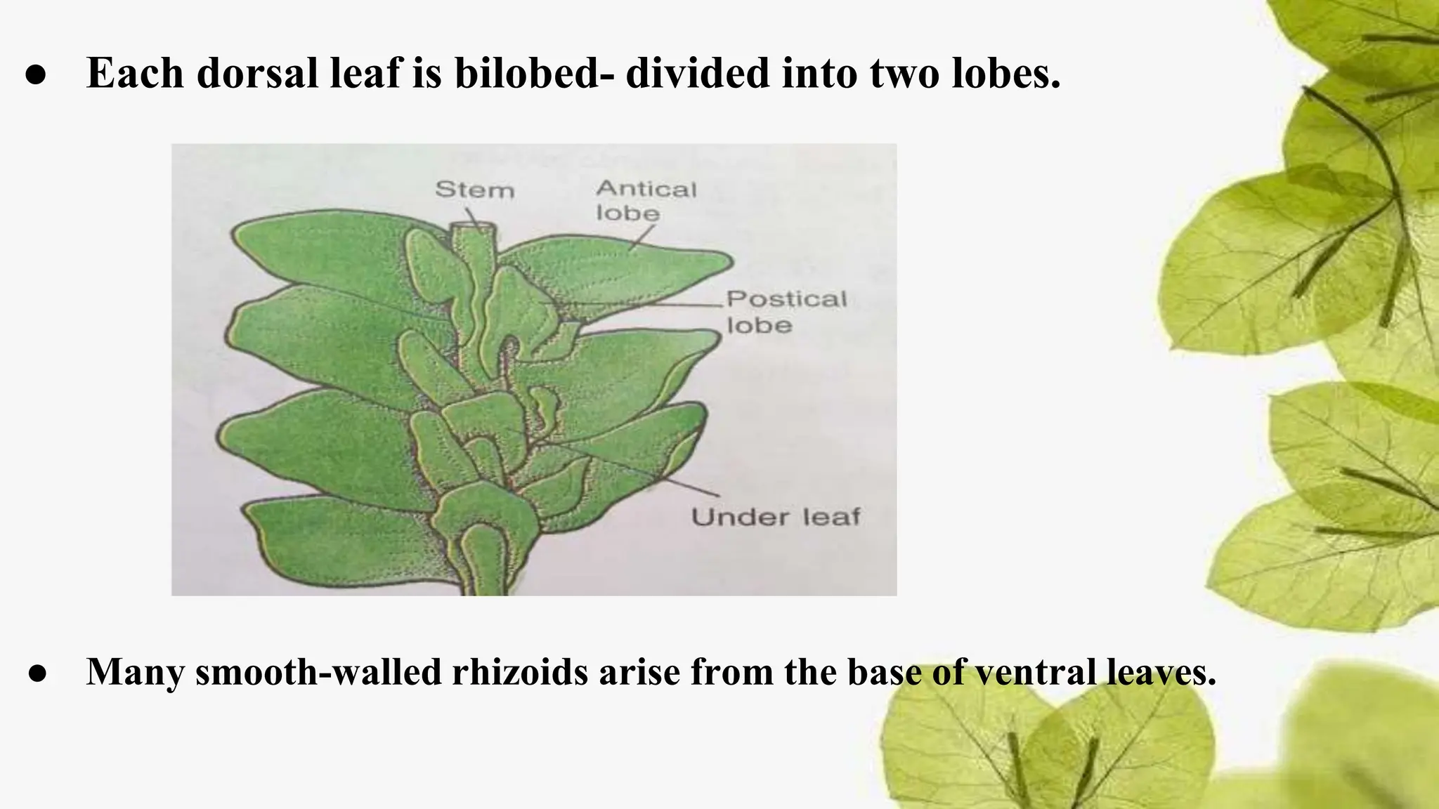 Porella : features, morphology, anatomy, reproduction etc. | PPTX