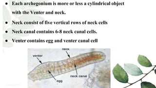 Porella : features, morphology, anatomy, reproduction etc. | PPTX