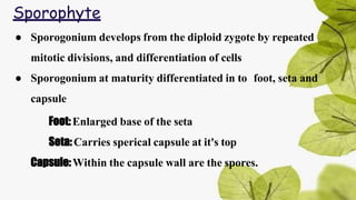 Porella : features, morphology, anatomy, reproduction etc. | PPTX