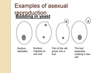 14 reproduction in plants edexcel 2020 | PPTX