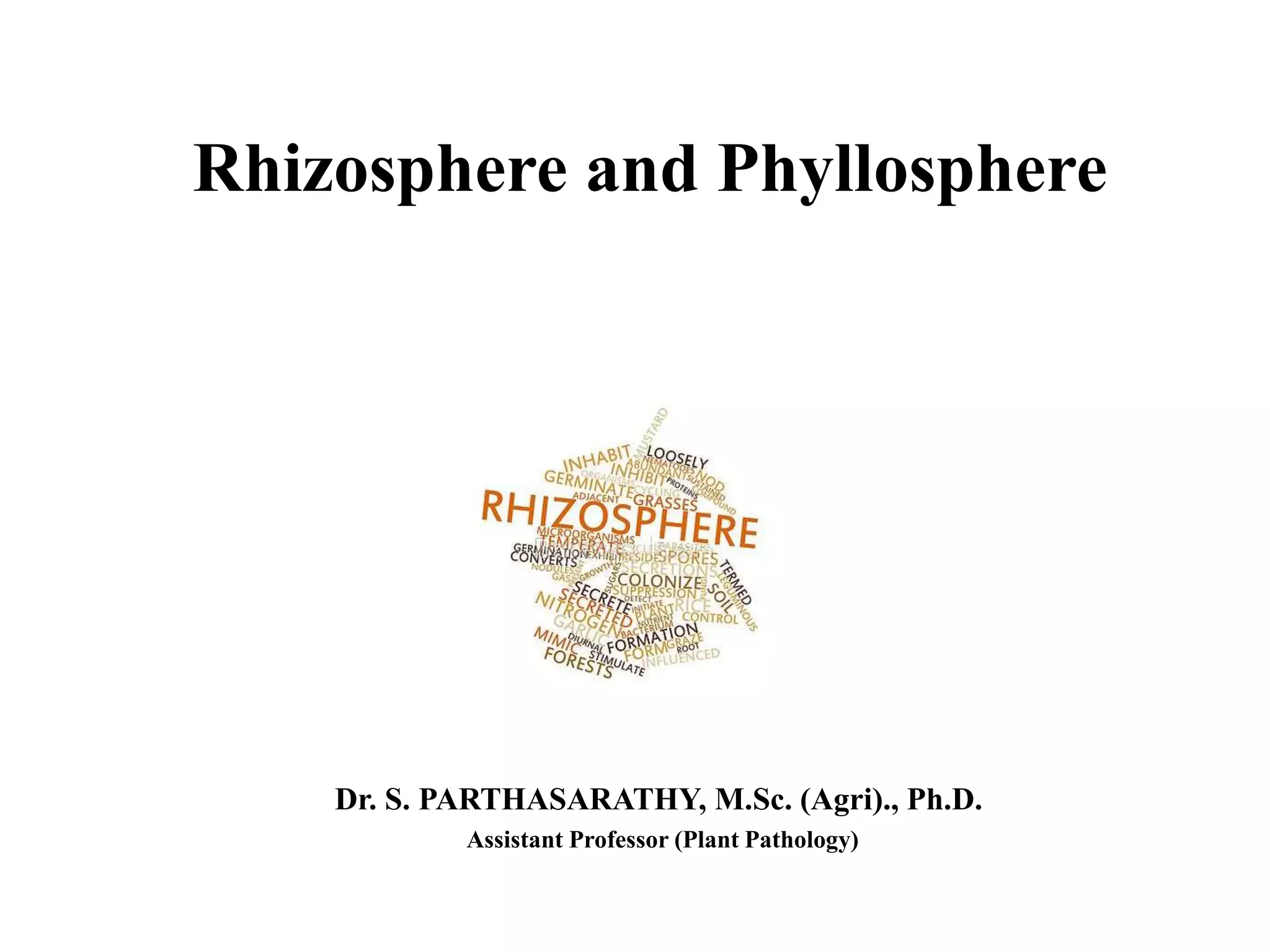 Rhizosphere vs phyllosphere | PPT
