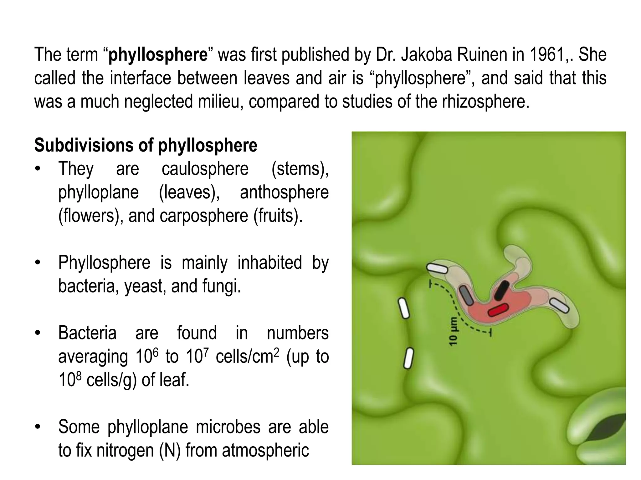 Rhizosphere vs phyllosphere | PPT