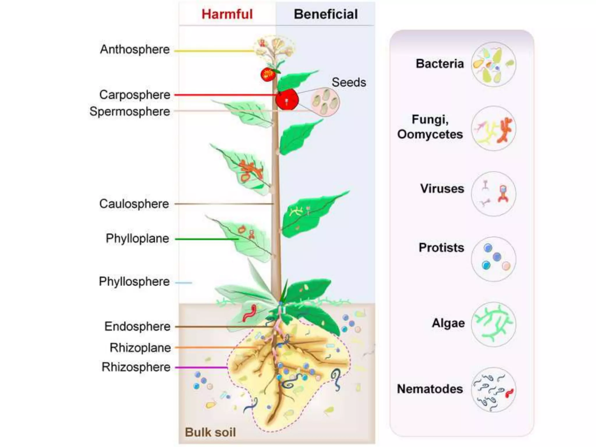 Rhizosphere vs phyllosphere | PPT