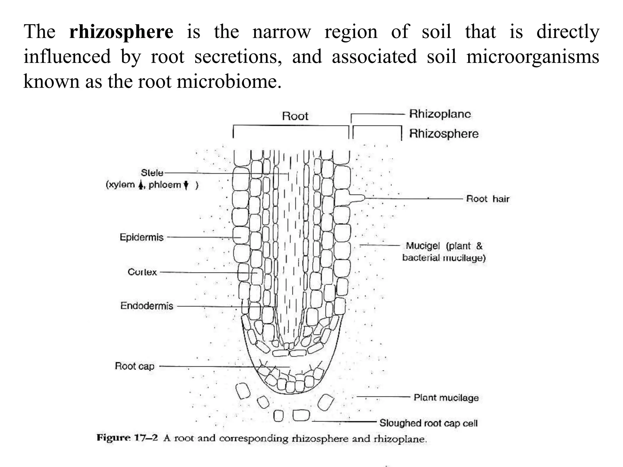 Rhizosphere vs phyllosphere | PPT