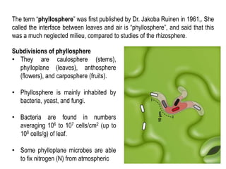 Rhizosphere vs phyllosphere | PPT