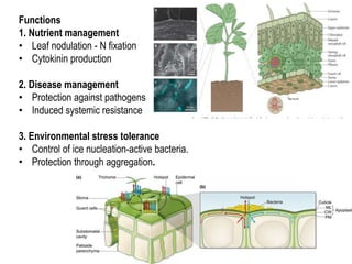 Rhizosphere vs phyllosphere | PPT