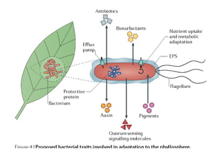 Rhizosphere vs phyllosphere | PPT