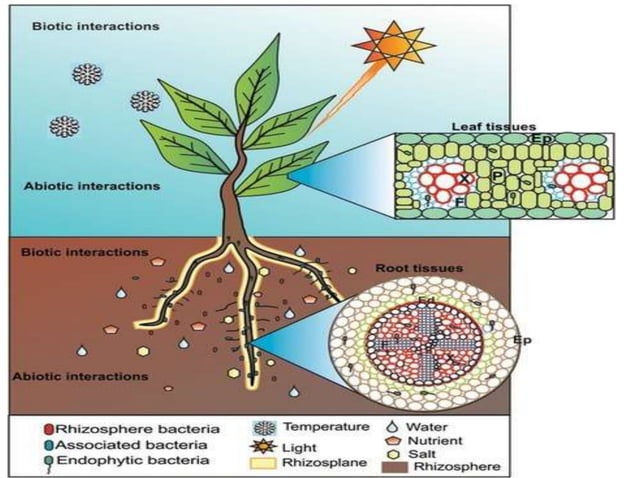 Rhizosphere vs phyllosphere | PPT | Agriculture | Industries
