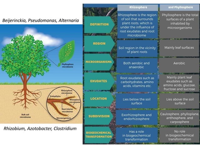 Rhizosphere vs phyllosphere | PPT | Agriculture | Industries