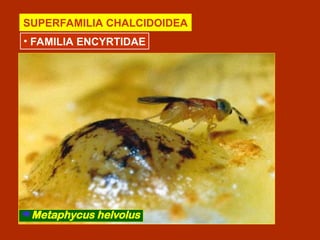 14 SIPHONAPTERA - HYMENOPTERA DIFERENTES PLAGAS DE CULTIVOS | PPT