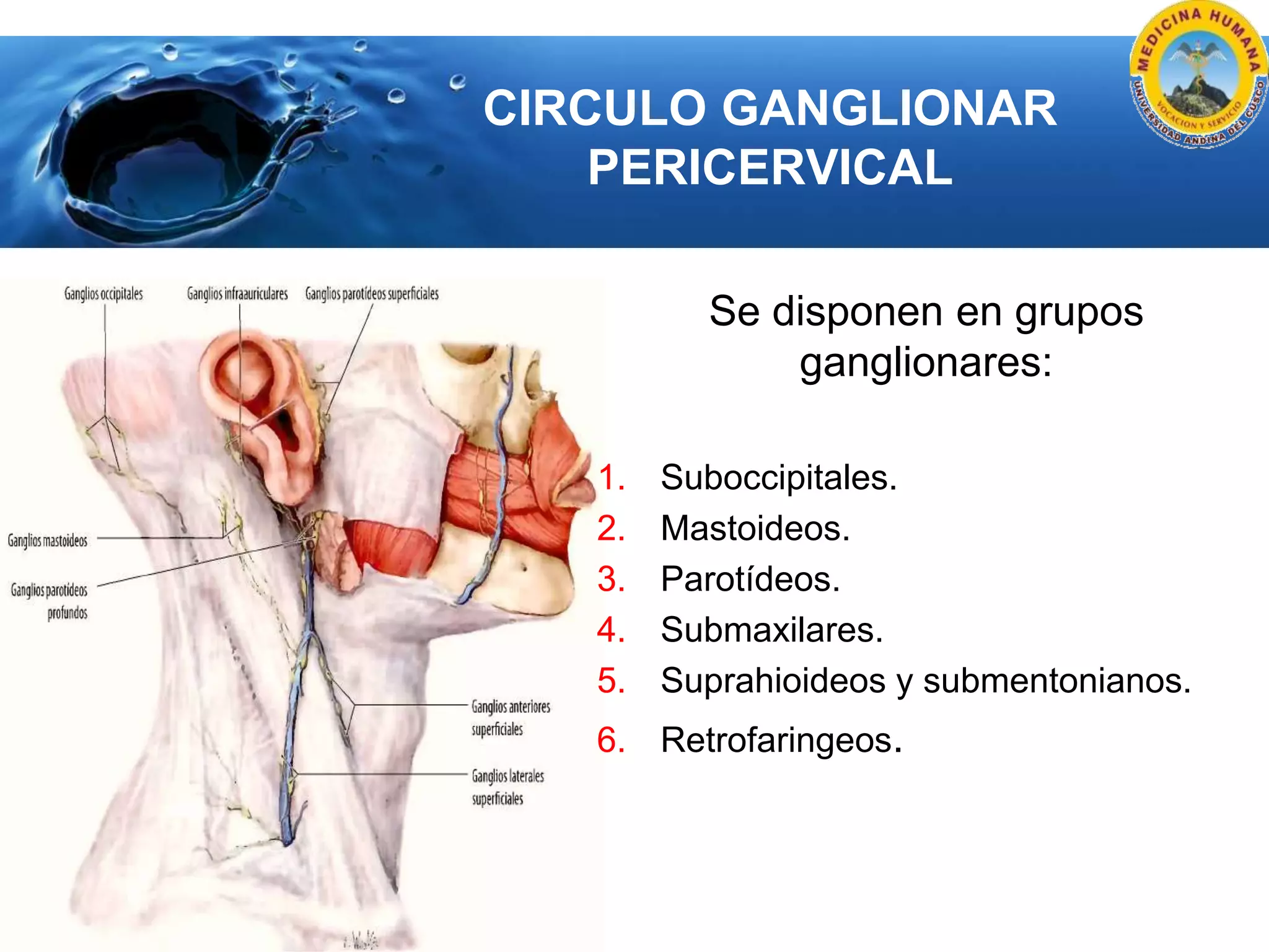 Sistema Linfático del Cabeza y Cuello | PPTX