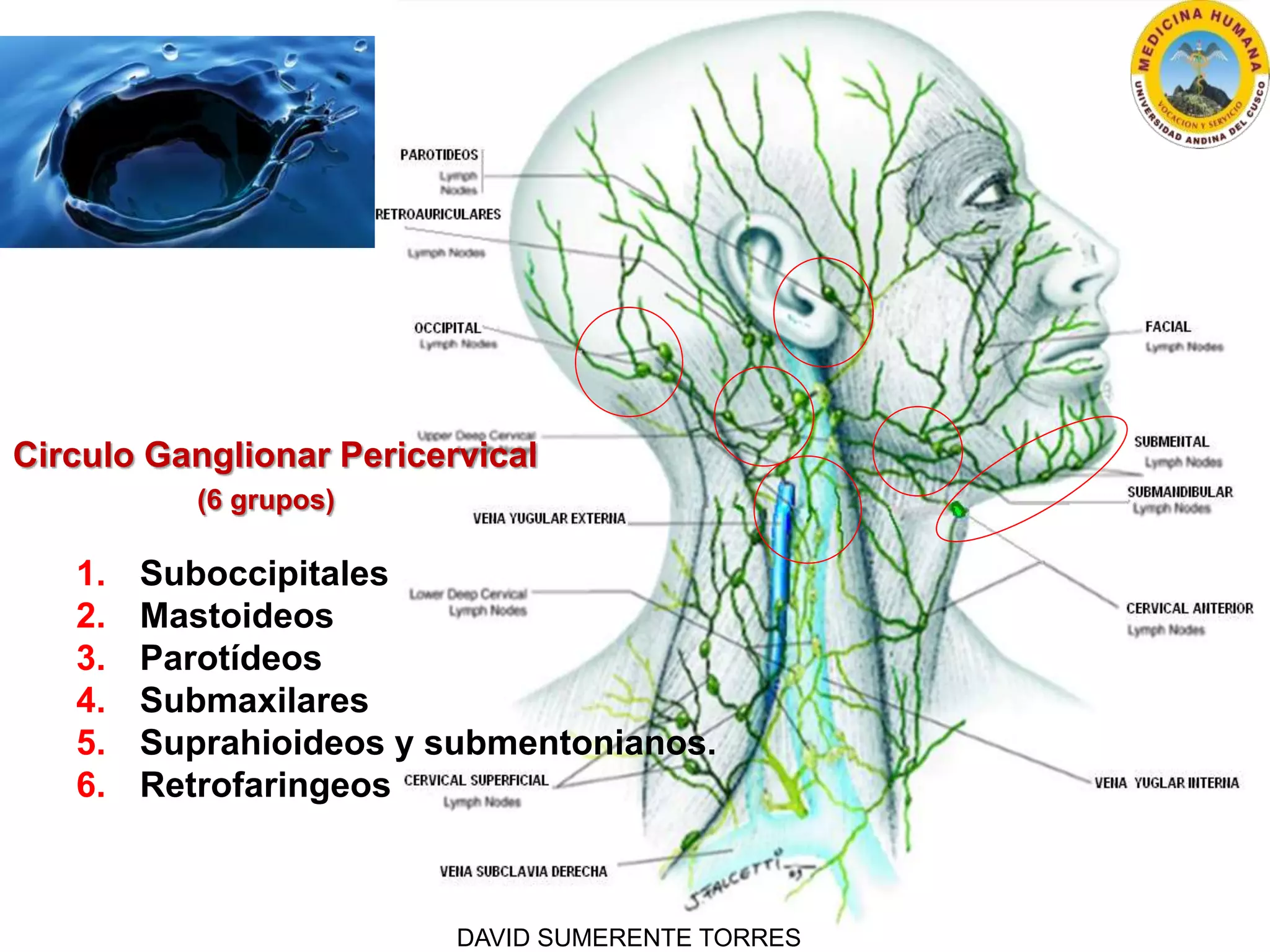 Sistema Linfático del Cabeza y Cuello | PPTX