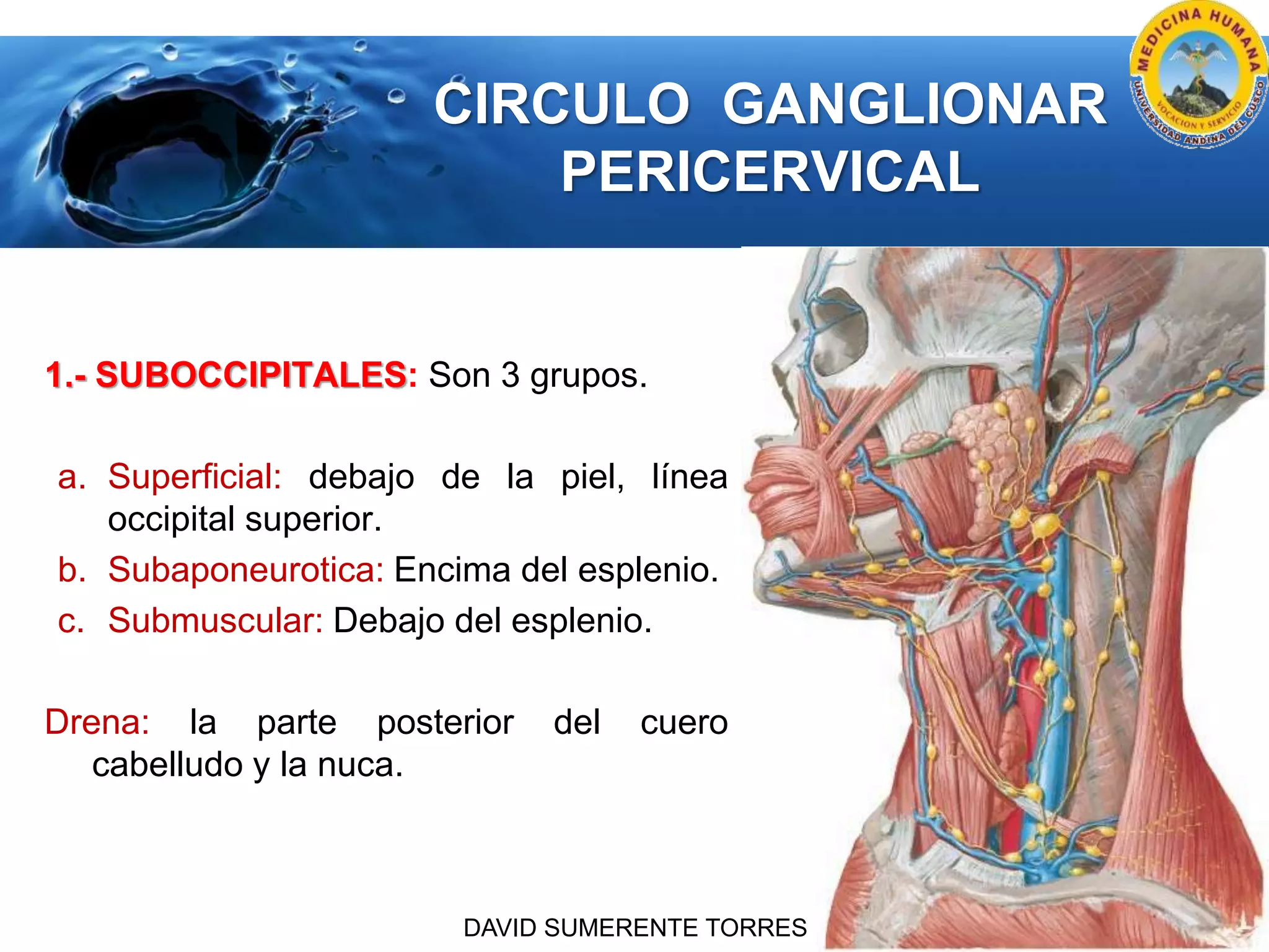 Sistema Linfático del Cabeza y Cuello | PPTX