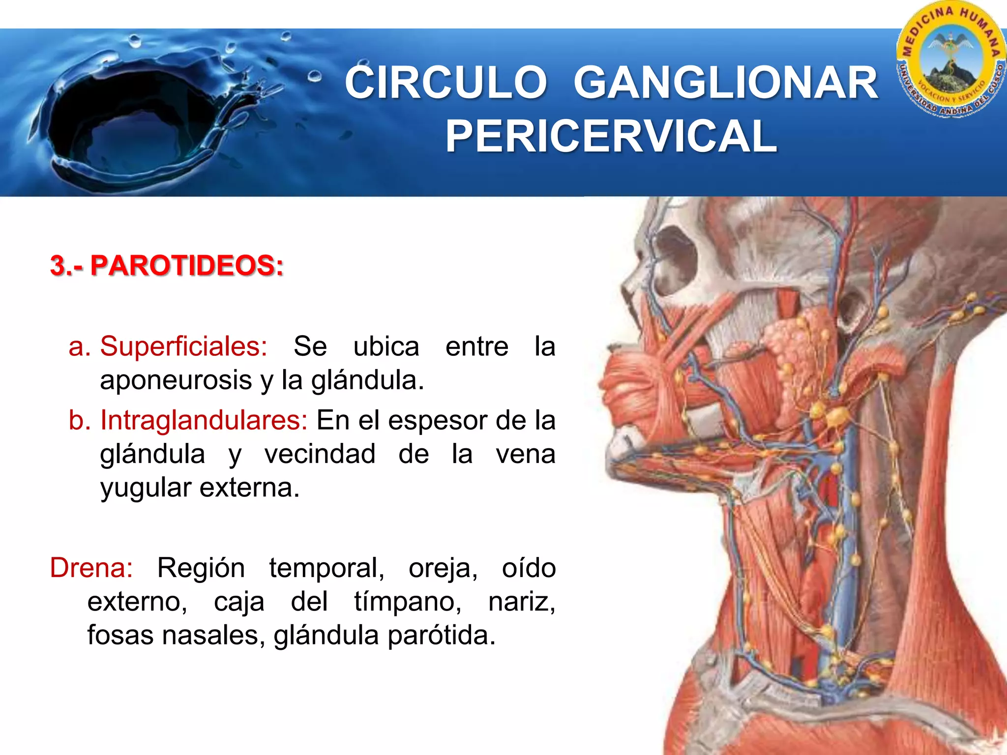 Sistema Linfático del Cabeza y Cuello | PPTX