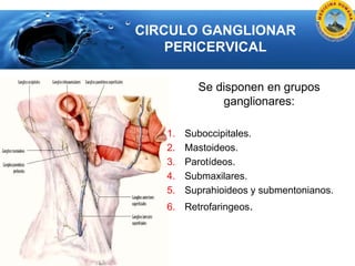Sistema Linfático del Cabeza y Cuello | PPTX