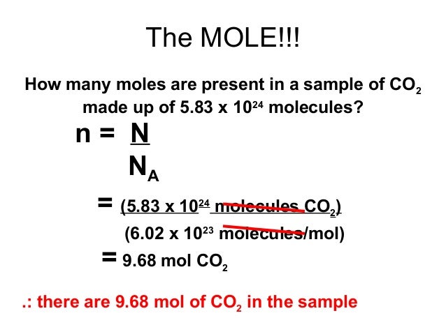 14 The Mole 14-the-mole