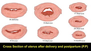 Puerperium and Postpartum Period | PPT
