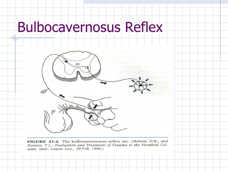 Bulbocavernosus Reflex