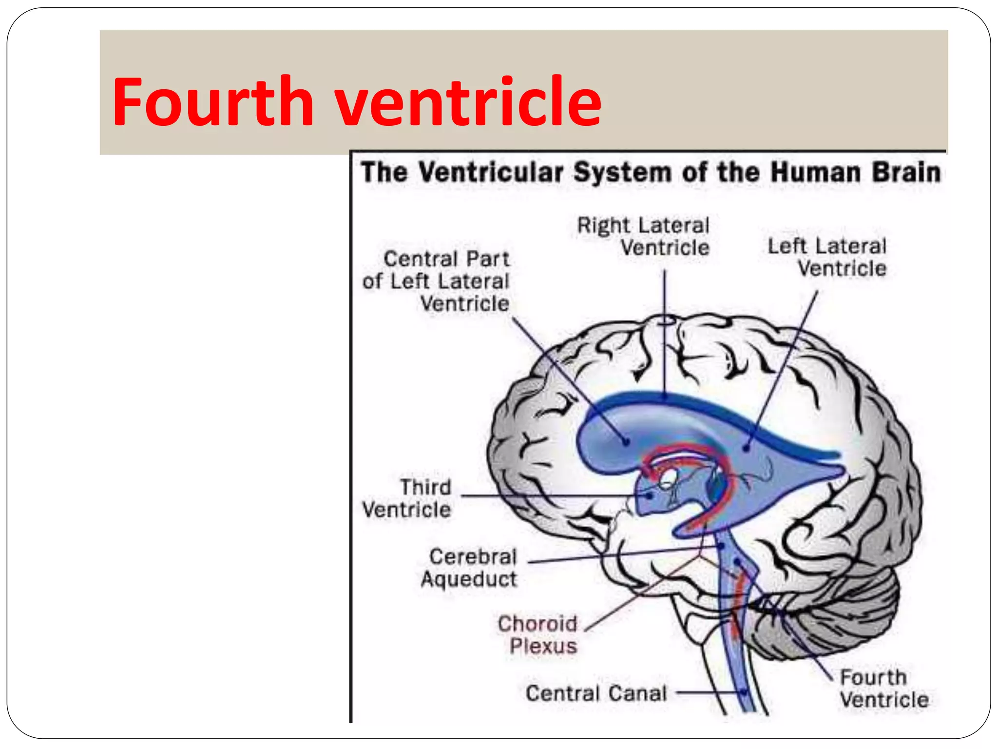 Ventricles | PPTX