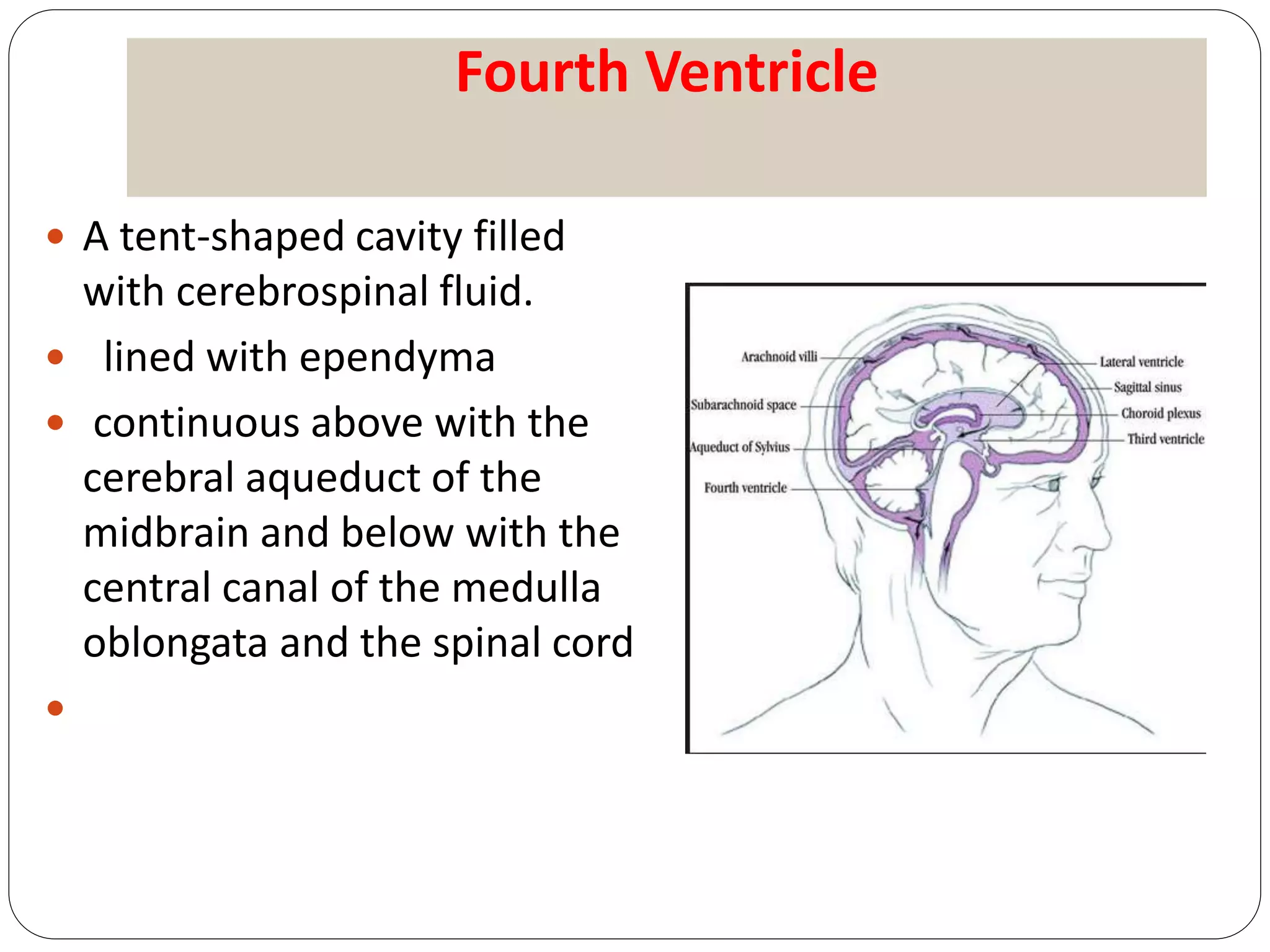Ventricles | PPTX