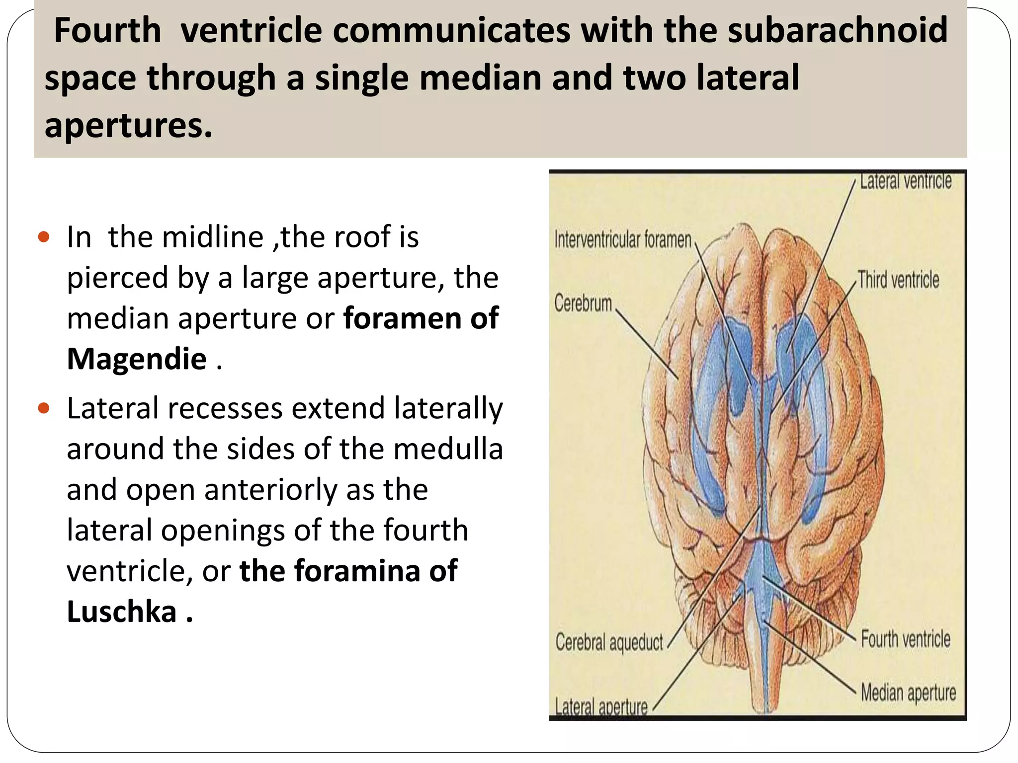 Ventricles | PPTX