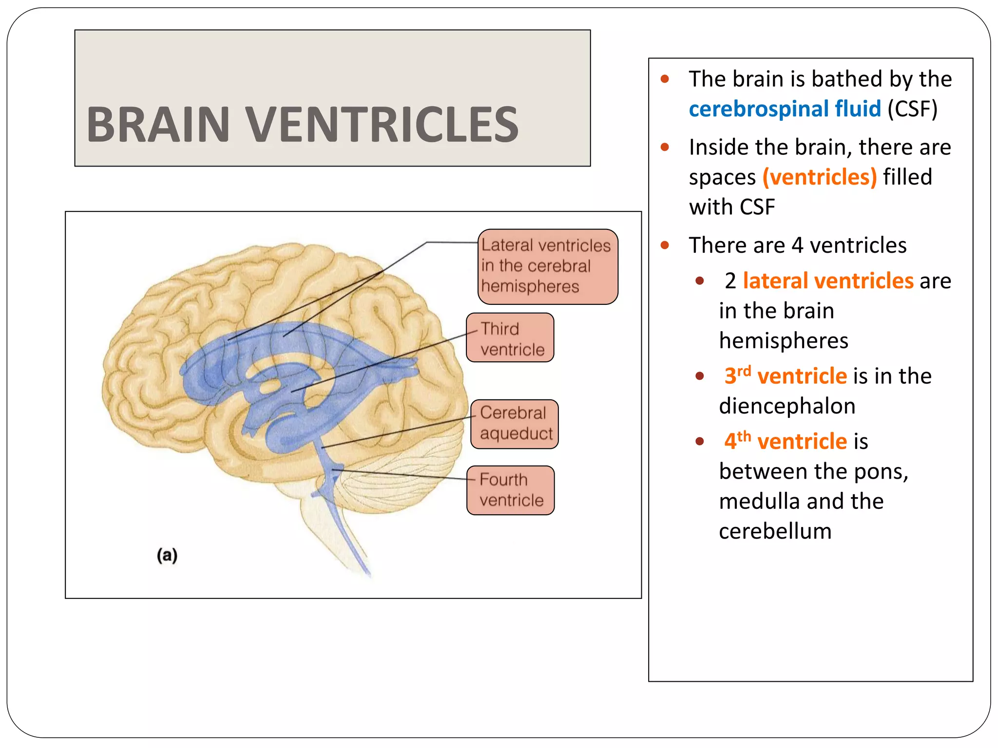 Ventricles | PPTX