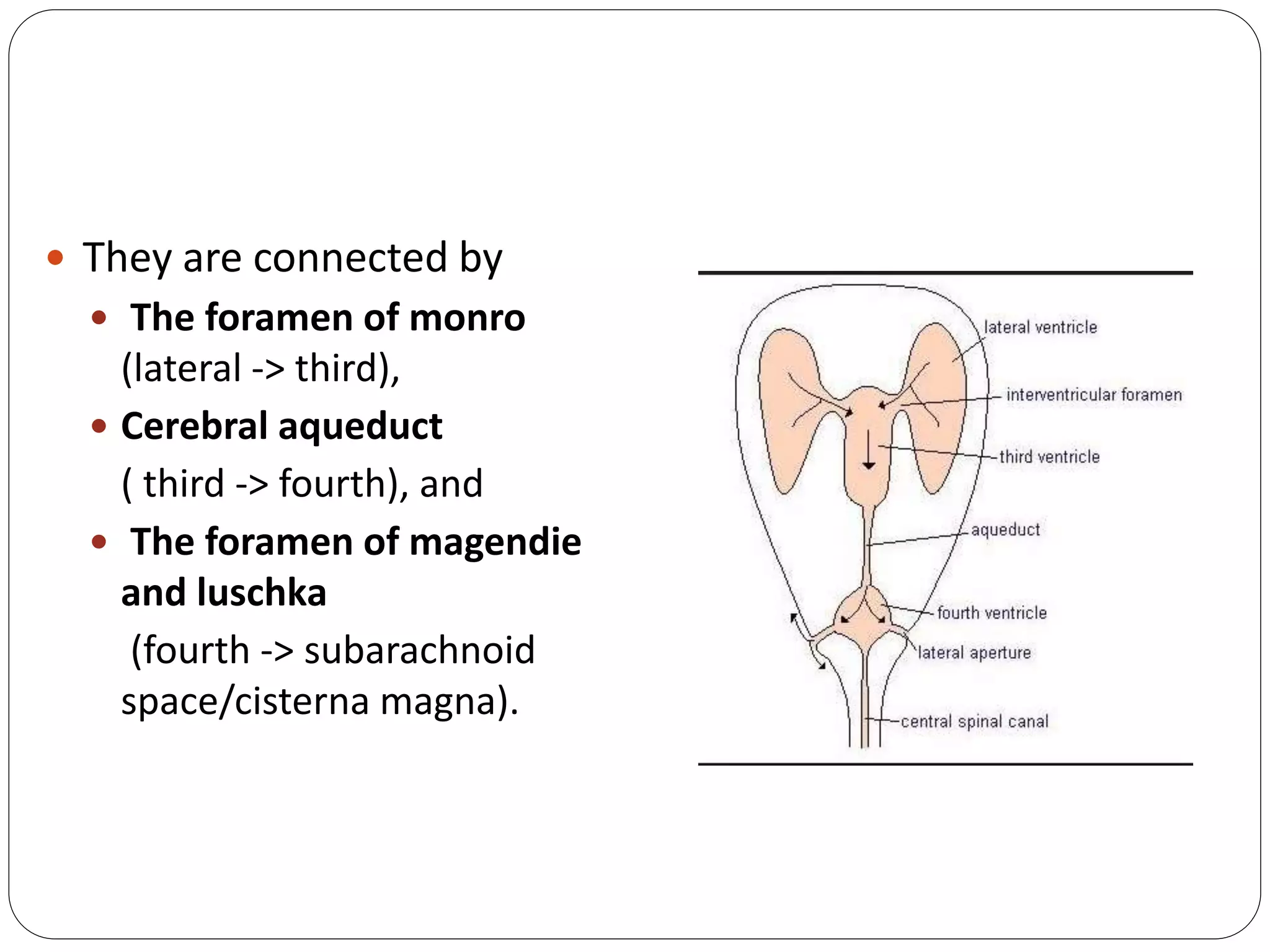 Ventricles | PPTX