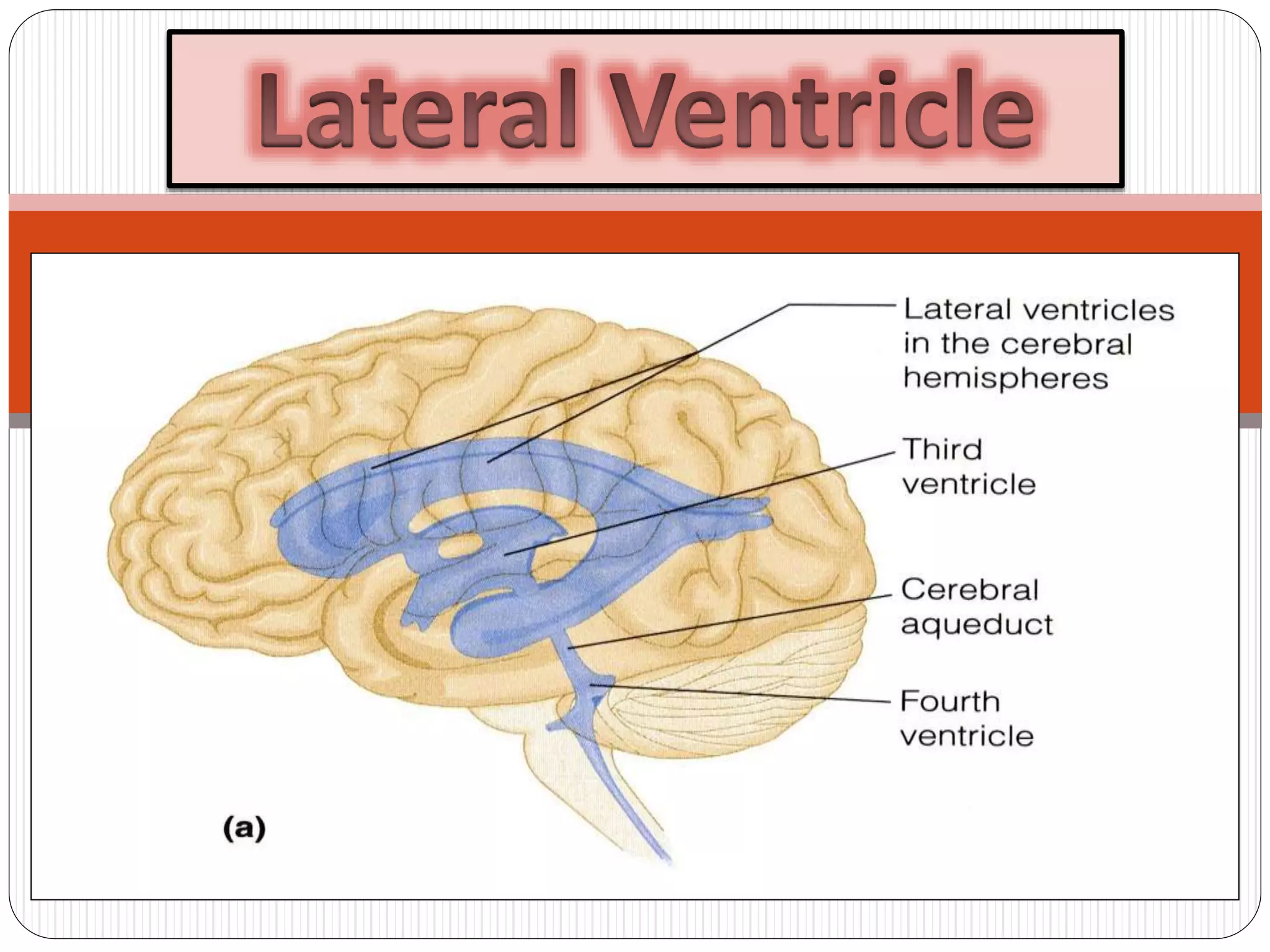 Ventricles | PPTX