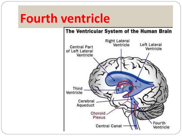 Ventricles | PPTX | Brain and Nervous System Disorders | Diseases and Conditions