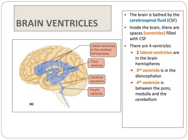 Ventricles | PPTX | Brain and Nervous System Disorders | Diseases and Conditions