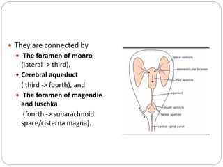 Ventricles | PPTX